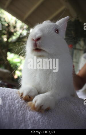 Portrait of a white albino rabbit with pink eyes looking to viewers ...