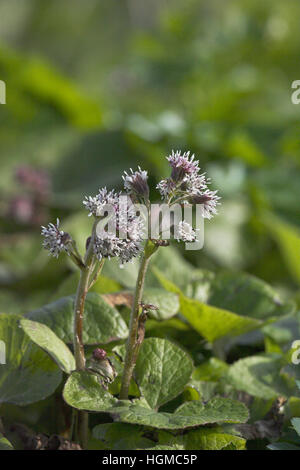 winter heliotrope Petasites fragrans on Norfolk roadside verge Stock ...