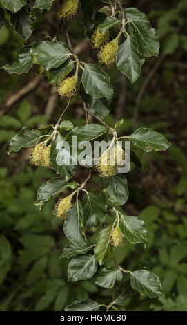 Beech mast on tree Stock Photo - Alamy