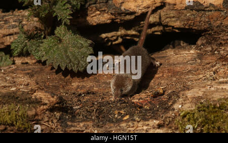 Pygmy Shrew Sorex minutus in compost heap base Scotland United Kingdom ...