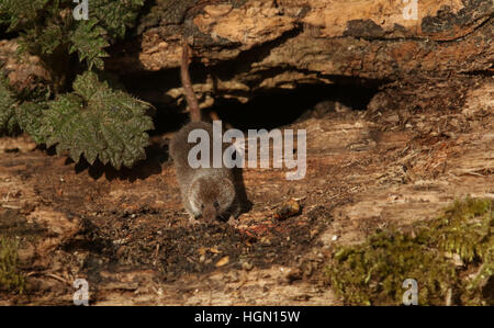 Pygmy Shrew Sorex minutus in compost heap base Scotland United Kingdom ...