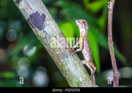 Brown-patched Kangaroo Lizard - Otocryptis wiegmanni, beautiful small ...