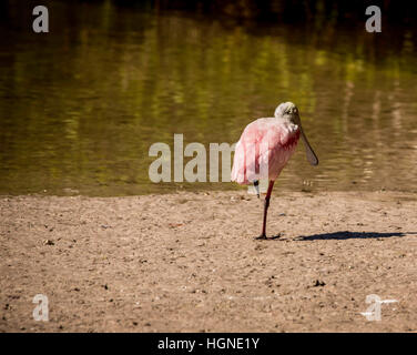 Spoonbill Standing On One Leg Stock Photo - Alamy