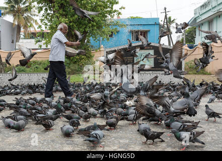 Pigeon feeding ceremony at Shri Dharmanath Jain Temple, Mattancherry ...