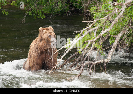Brown bear in Brooks River, Katmai National Park, Alaska, USA Stock ...