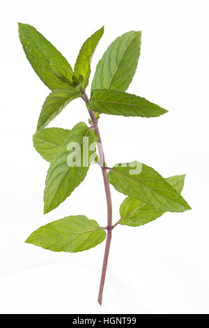 Mint, Mentha, Lamiaceae, plant, Angiospermae, Italy, Europe Stock Photo ...