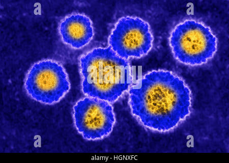 Rubella Virus, German Measles, TEM Stock Photo - Alamy