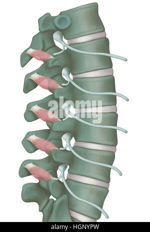 Spinal column, drawing Stock Photo - Alamy