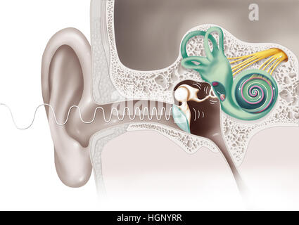 The auditory system is the sensory system for the sense of hearing ...