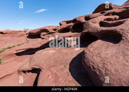 Saxaul, Sacsaoul or Saksaul (Haloxylon ammodendron) bush, Kisil Kum ...