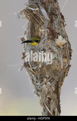 Female Yellow-bellied Sunbird (Nectarinia jugularis or Cinnyris ...