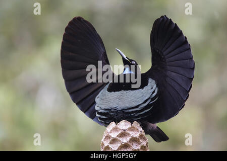 displaying adult male Victoria's Riflebird (Ptiloris victoriae Stock ...