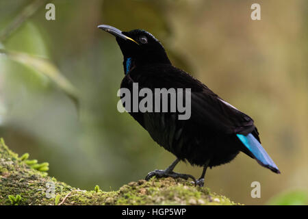 adult male Victoria's Riflebird (Ptiloris victoriae) displaying to a ...