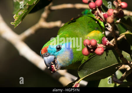 female Double-eyed Fig-parrot (Cyclopsitta diophthalma) feeding on figs ...