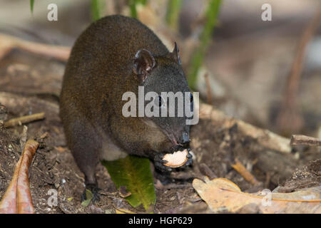 Musky Rat Kangaroo Hypsiprymnodon moschatus. Photographed in World ...