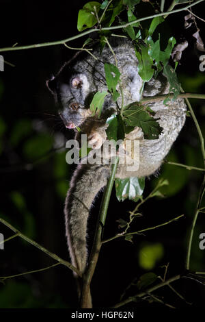Green Ringtail Possum (Pseudochirops archeri) in Australia Stock Photo ...