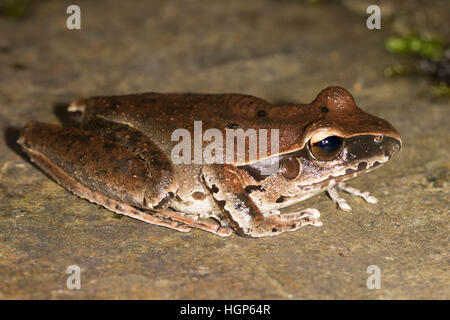 Northern Barred Frog (Mixophyes schevilli), Kuranda, Queensland ...