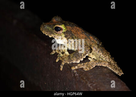 Green-eyed Treefrog (Litoria genimaculata Stock Photo - Alamy