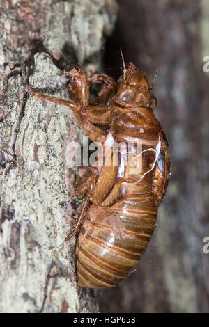 Cicada Exuviae Clinging To A Tree Stock Photo - Alamy