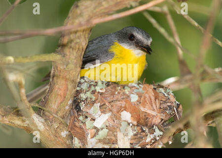 Eastern Yellow Robin (Eopsaltria australis Stock Photo - Alamy