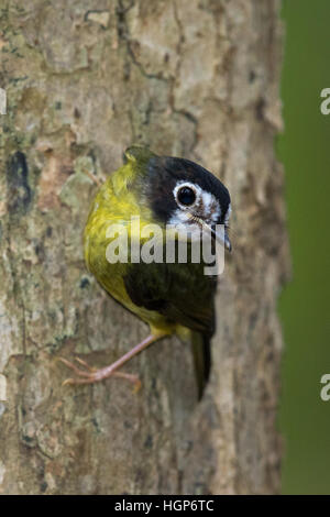 White-faced Robin (Tregellasia leucops) clinging to the side of a tree ...