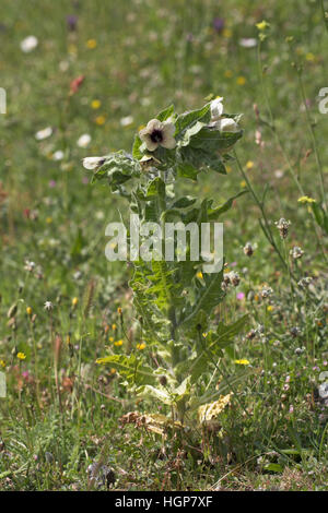 Henbane ( Hyoscyamus niger Stock Photo - Alamy