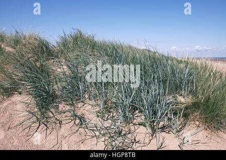 Marram - Ammophila arenaria Stock Photo - Alamy