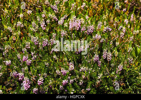 Cornish heath Erica vagans Pyrenees National Park France July 2015 ...