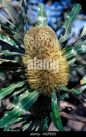 australian native yellow banksia flowers in the bush in australia Stock ...