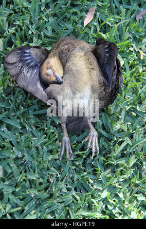 Australian Brush or bush turkey chick Stock Photo - Alamy