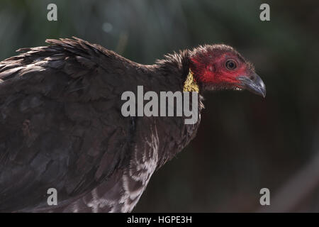 Australian Brush or bush turkey female digging nest hole with male ...
