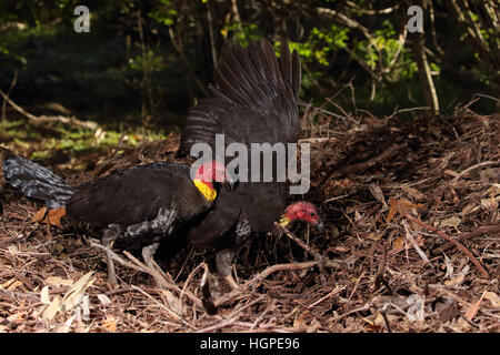 Australian Brush or bush turkey showing the cloaca Stock Photo - Alamy