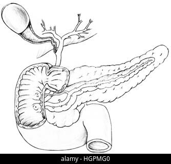 Liver, gallbladder pancreas duodenum and the bile passages Stock Photo ...