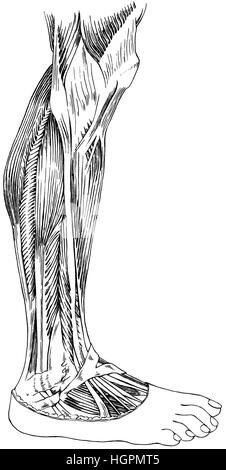 Lateral Muscles of Lower Leg Stock Photo - Alamy