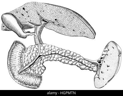 Liver, pancreas, gall bladder and spleen Stock Photo - Alamy