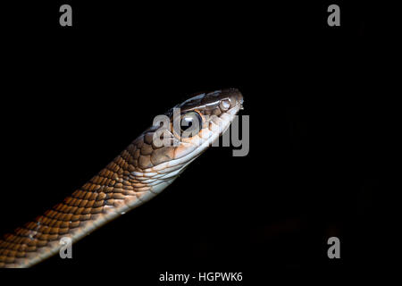 White-bellied Rat Snake (Ptyas fusca) in the tropical rainforest of ...