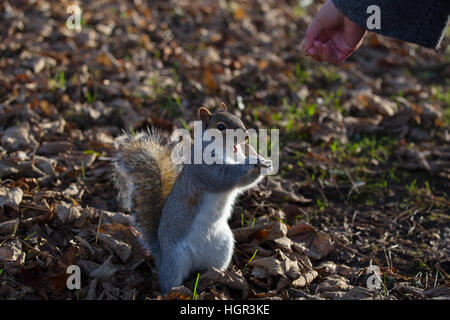SQUIRREL MONKEY HAND Stock Photo - Alamy