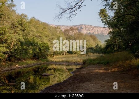 dhok tree, Ranthambhore national park, rajasthan, India, Asia Stock ...