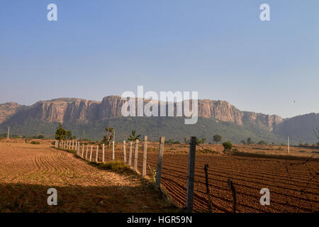 dhok tree, Ranthambhore national park, rajasthan, India, Asia Stock ...