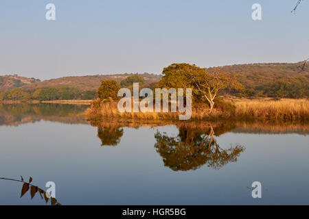 dhok tree, Ranthambhore national park, rajasthan, India, Asia Stock ...