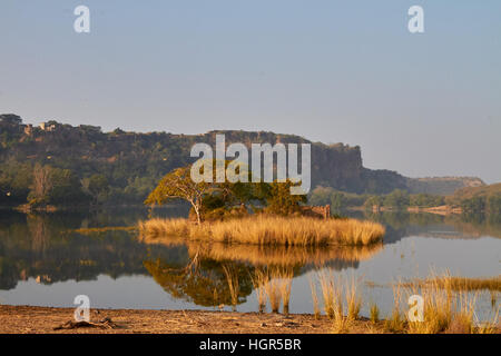 dhok tree, Ranthambhore national park, rajasthan, India, Asia Stock ...