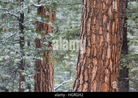 A forest on the northern Kaibab Plateau comprised of mostly juniper and ...