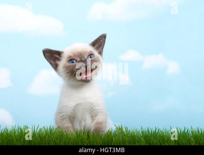 One tiny siamese kitten with munchkin traits sitting in grass looking ...