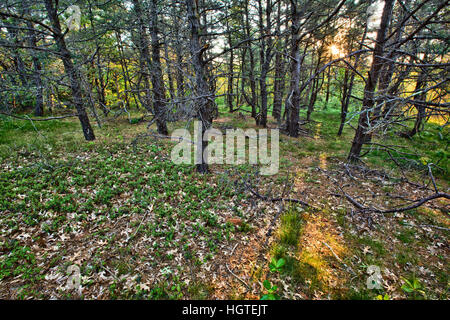 Pitch pine forest on the Biddle Property in Wellfleet, Massachusetts ...