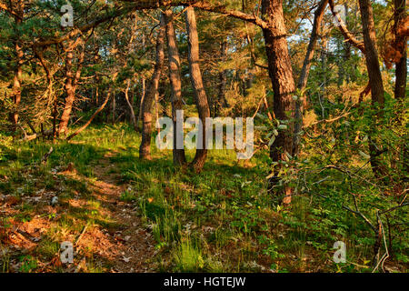 Cape Cod pine trees, Massachusetts, USA Stock Photo - Alamy