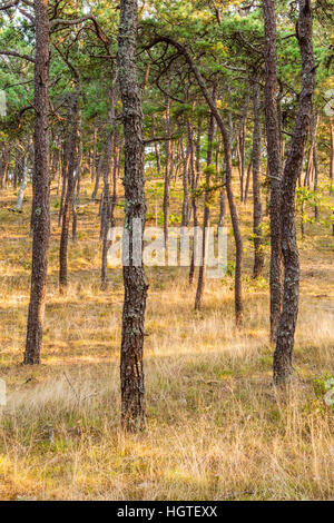 A pitch pine forest along the Great Island Trail in the Cape Cod ...