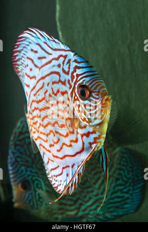 Exotic fish Symphysodon discus, in an aquarium Stock Photo - Alamy