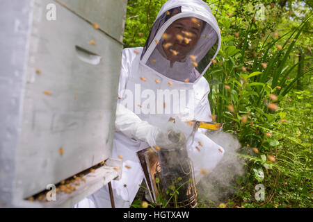 fuming the bees Stock Photo - Alamy