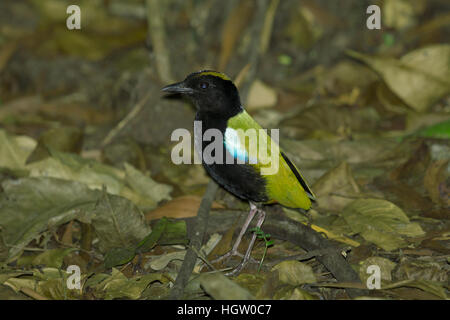 Rainbow Pitta - foraging on rainforest floor Pitta iris Howard Spring ...