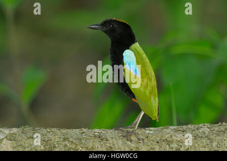 Rainbow Pitta - foraging on rainforest floor Pitta iris Howard Spring ...